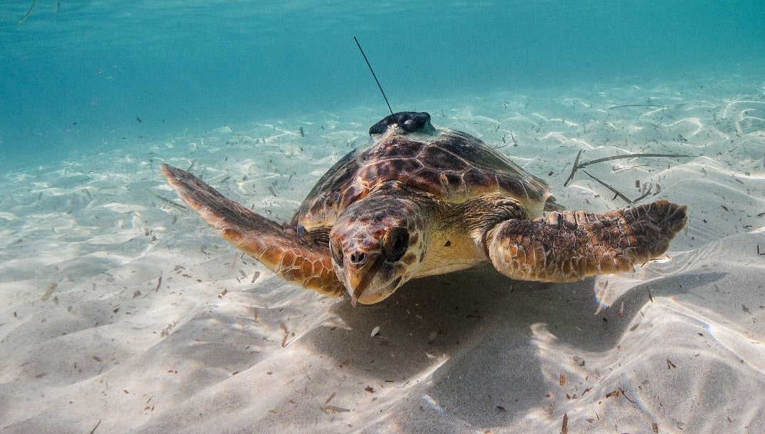 How Long Will A Sea Turtle Tracker Last? – Marinelife Mission
