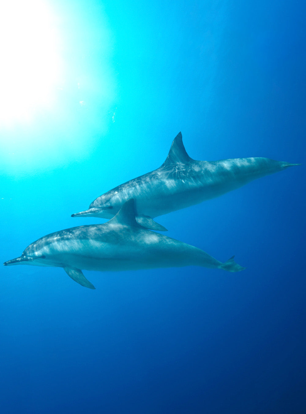 Marine Life Mission – Marinelife Mission