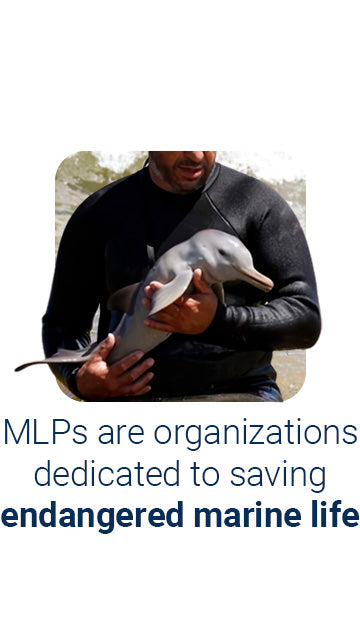 Marine Life Mission – Marinelife Mission