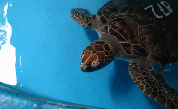 Save a Sea Turtle Necklace + Save & Track a Real Turtle – Marinelife ...